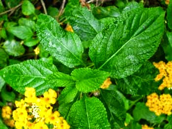 Lantana Gold-Verbenas-Kaha Baloliya | SL Flora