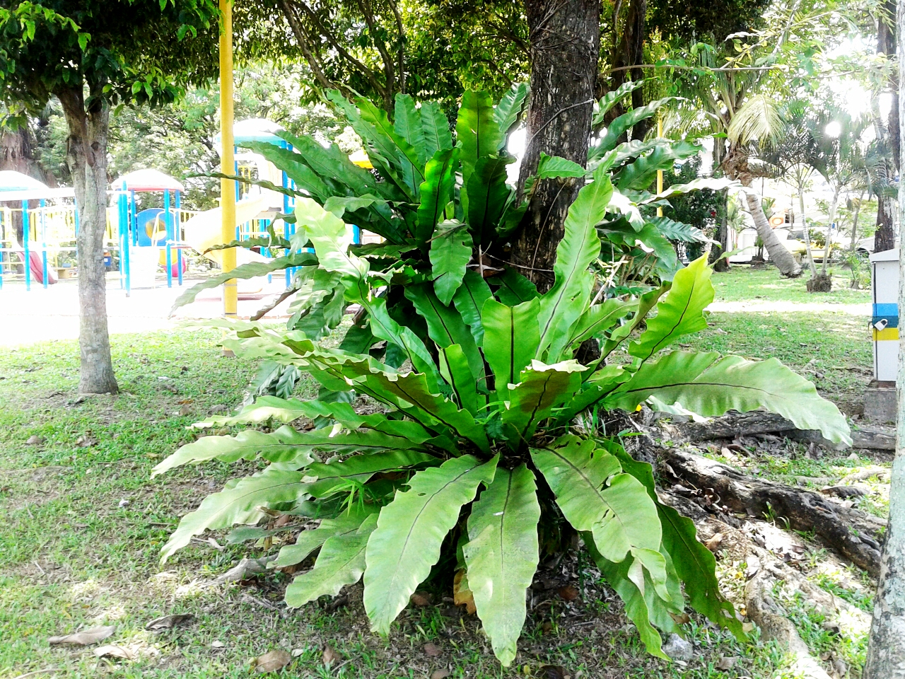 My Small Backyard Garden About Asplenium Nidus Bird s Nest Fern my-small-backyard-garden-about-asplenium-nidus-bird-s-nest-fern