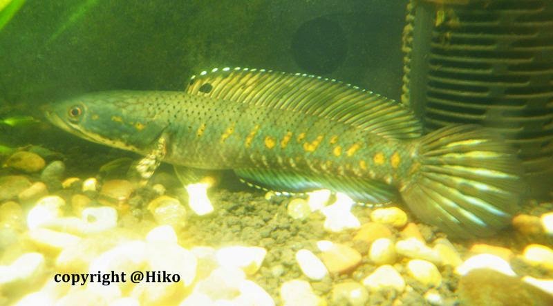 Mahamaya Hiko: jual Channa Pulchra 'Peacock Snakehead' Captive breed(CB ...