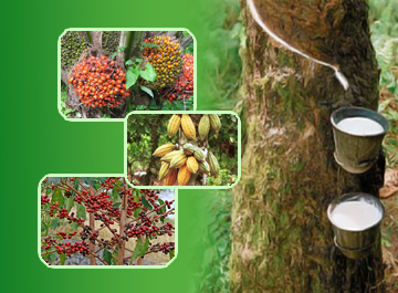 Pertanian dan Perkebunan di Nusantara | Paseban Jati