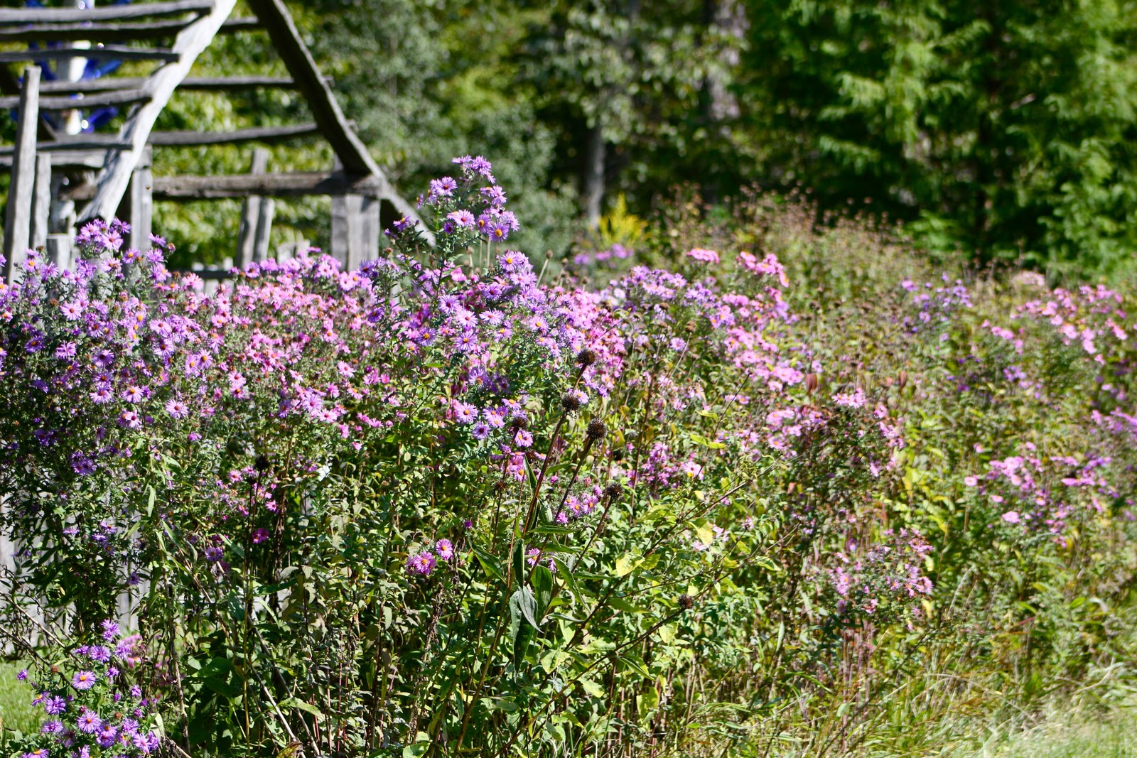 Beyond My Garden: Late Summer in the Wildflower Patch