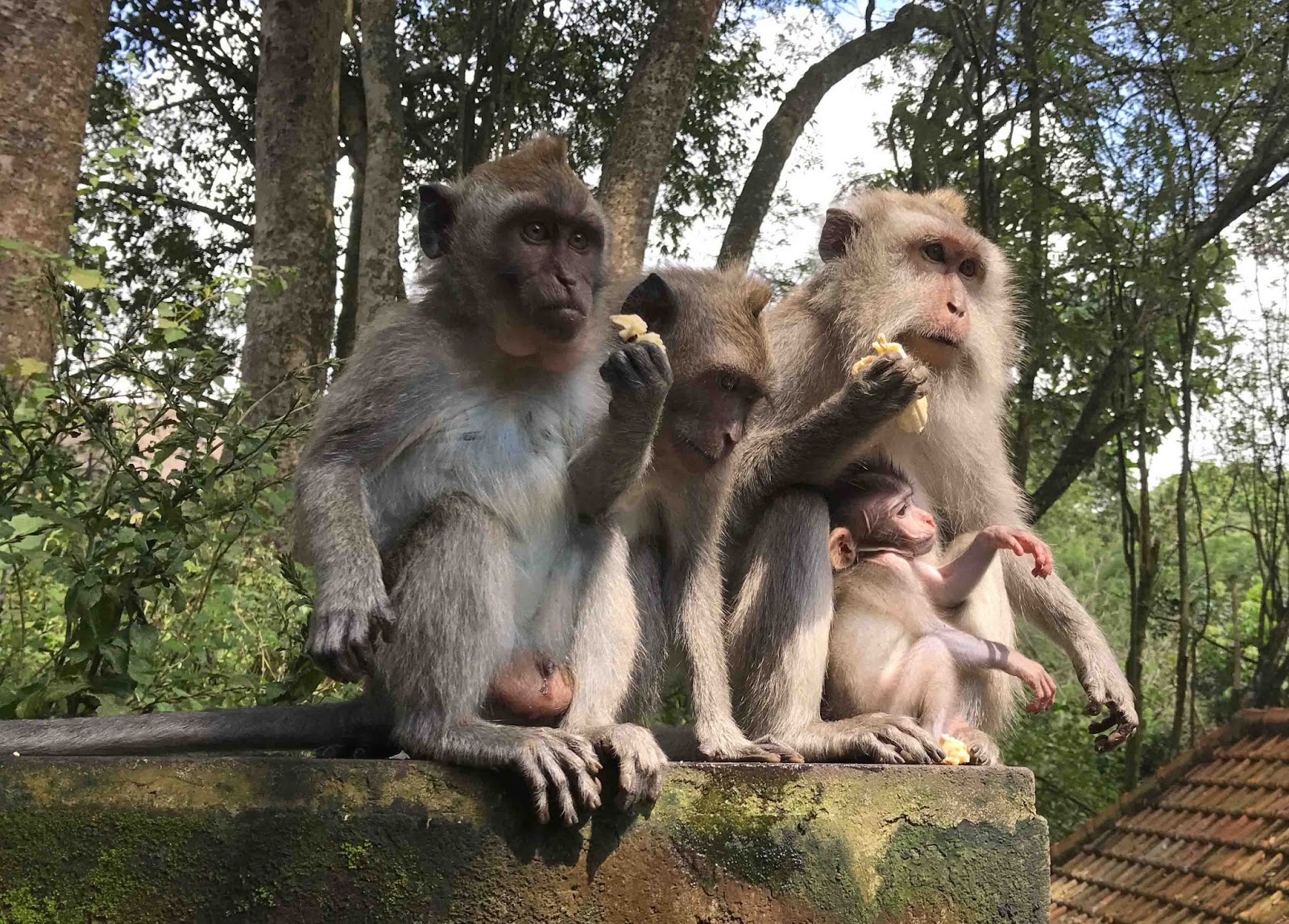 2012: The Mayan Sacred Calendar and the Emerging Planetary ...