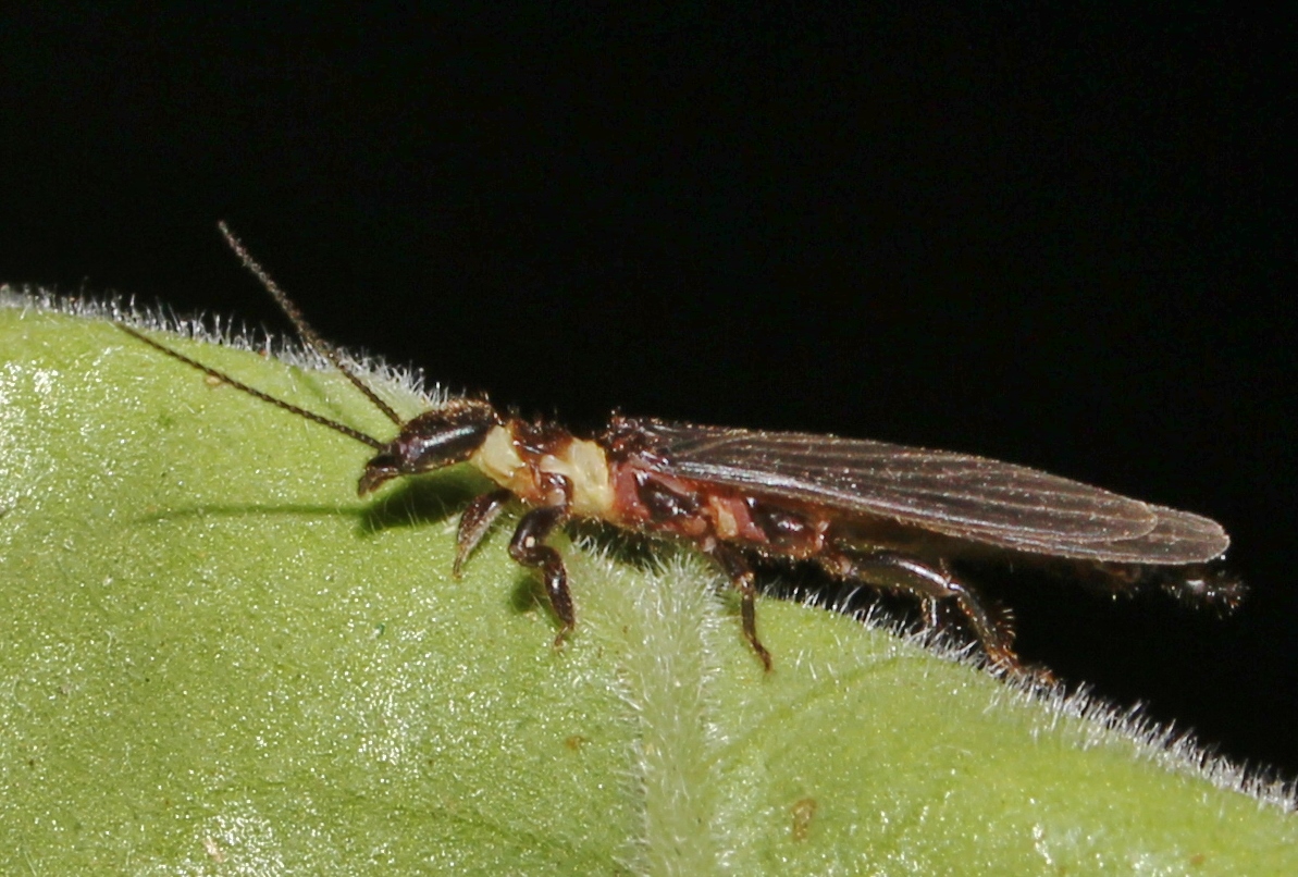 Biodiversity of Cyprus by NGO Protection of the Natural Heritage and ...