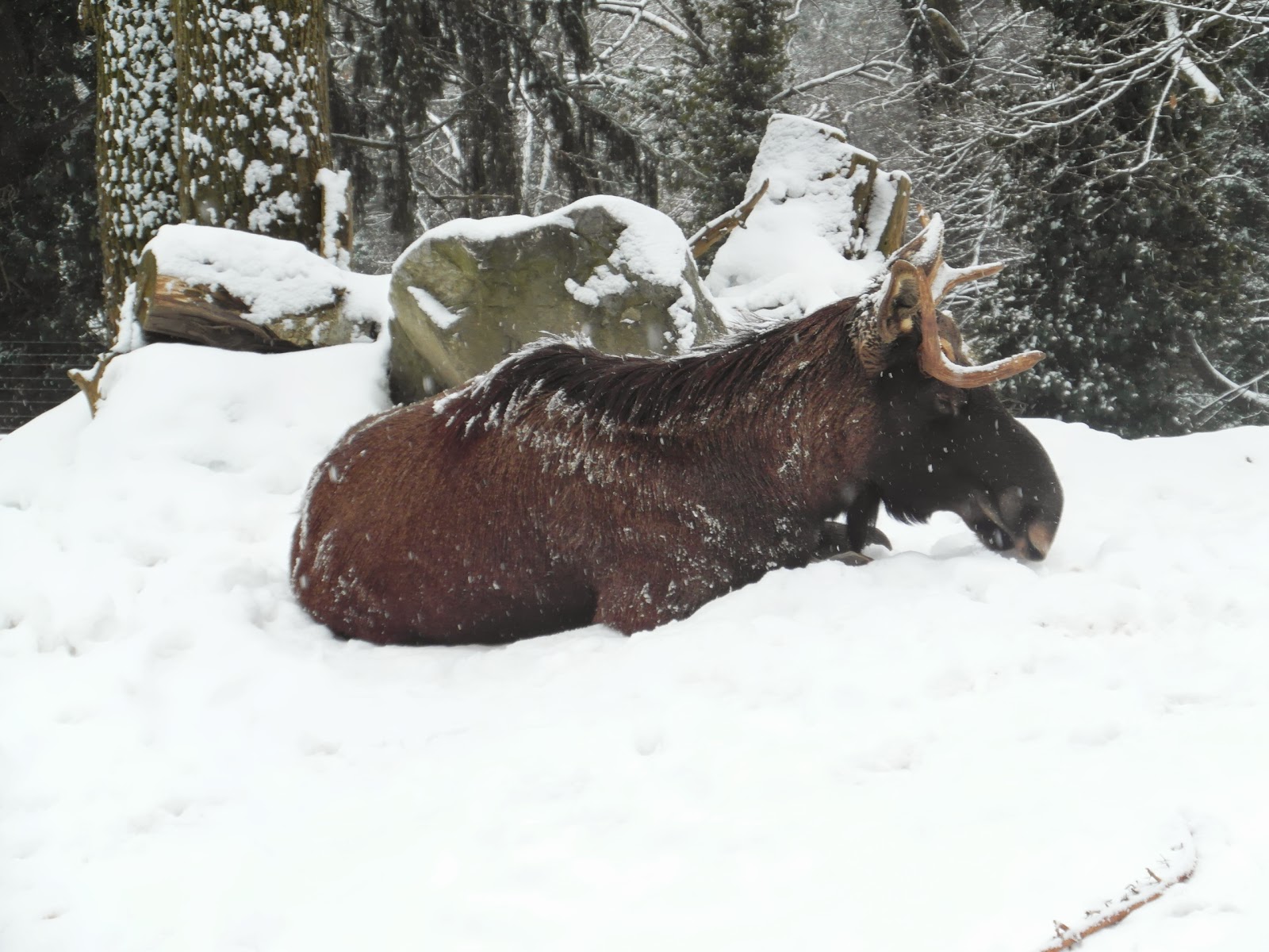 Alpenzoo / Alpine Zoo in Innsbruck, Austria ~ Suitably Simple