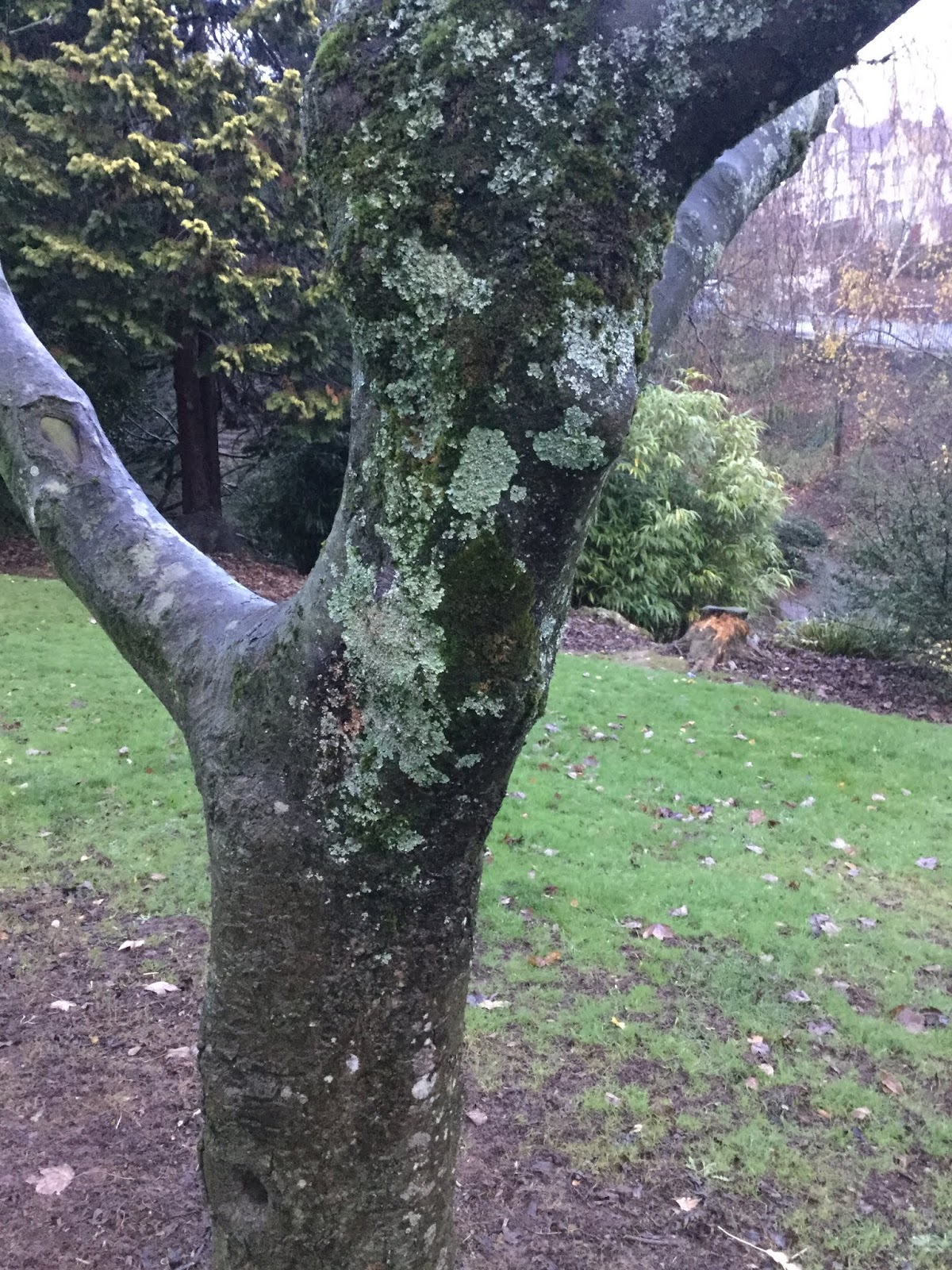 South Wales Bryophytes: The benefits of SMNR