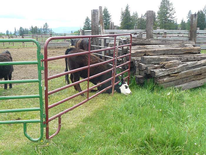 Life among the Tall Pines: Temporary corral 1