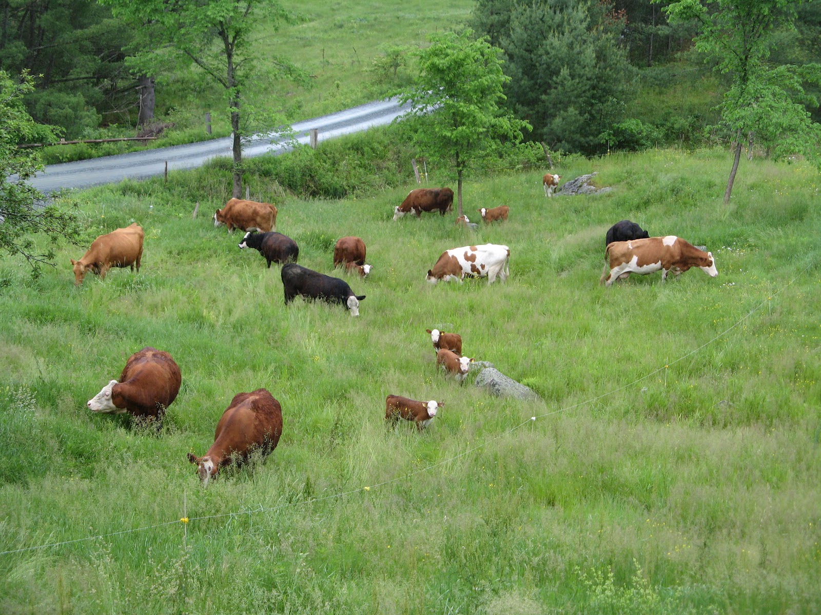 Animal Instinct: Rain Cows