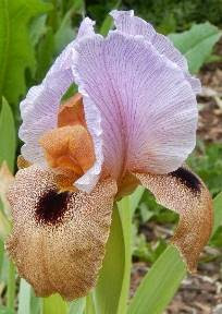 World of Irises: Classifying Aril and Arilbred Irises