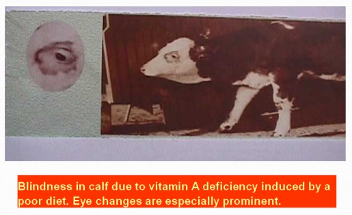 VET 2 DAY: Importance of Vitamins & its deficiency in animals