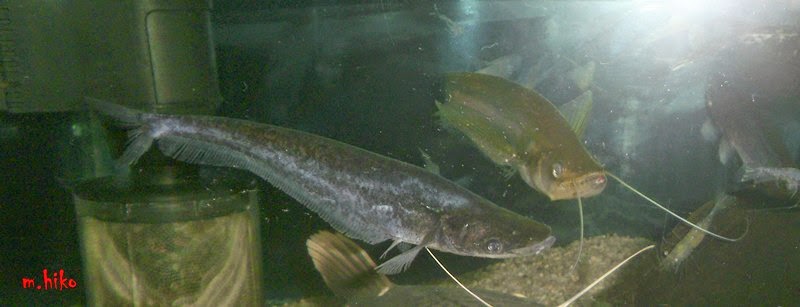 Mahamaya Hiko: Dinema Catfish "Belodontichthys Dinema" , Profil dan ...