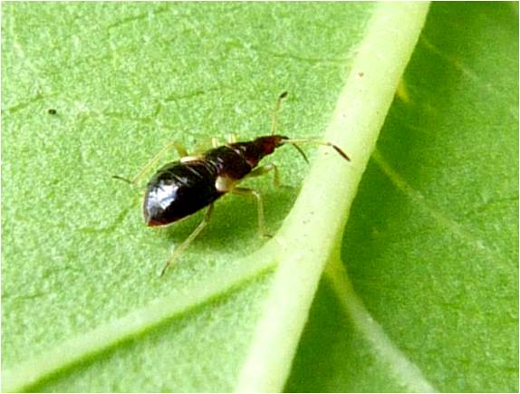 Insects of Scotland: True Bugs