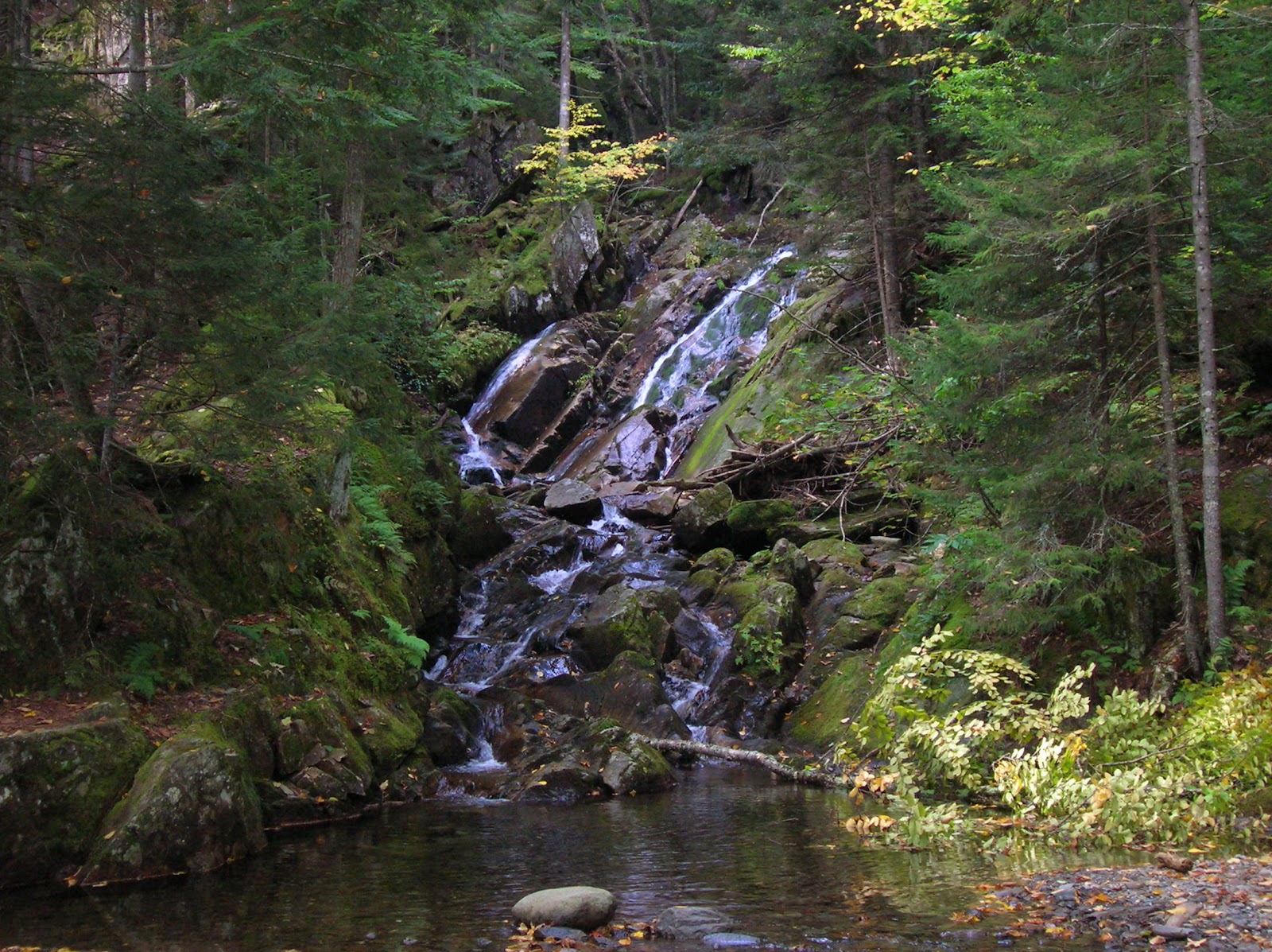 Small Stream Reflections: Trout Woods