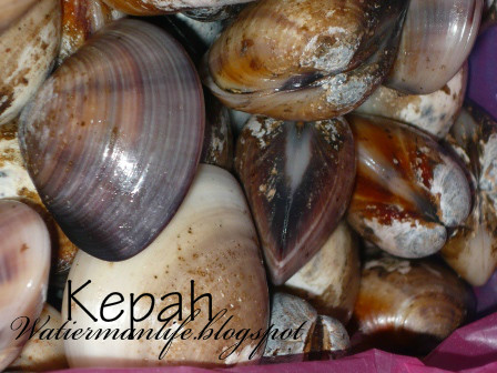 WATIERMANLIFE: LOKAN & KEPAH....Apa bezanya?