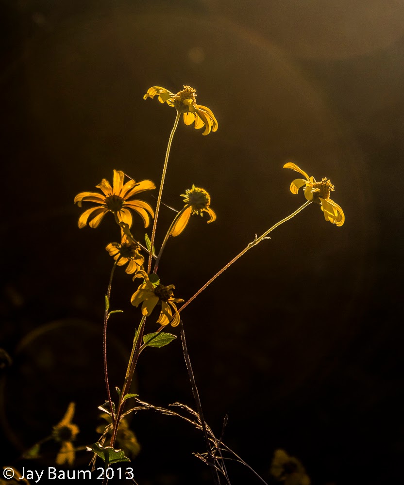 366 Project. Jay Baum. Photography.