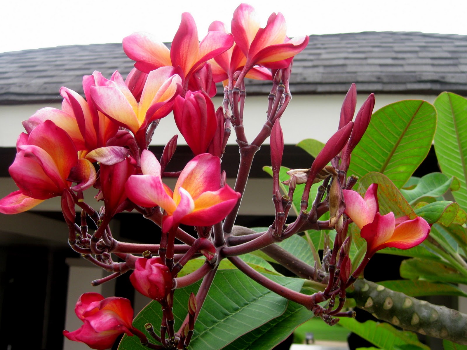 Turning Boholano: Kalachuchi