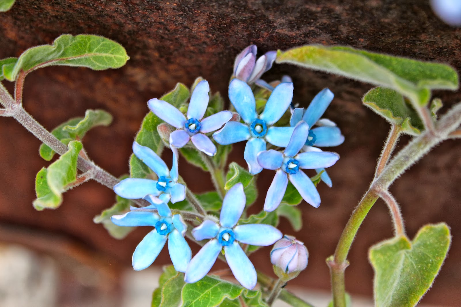 Florez Nursery: Tweedia caerulea