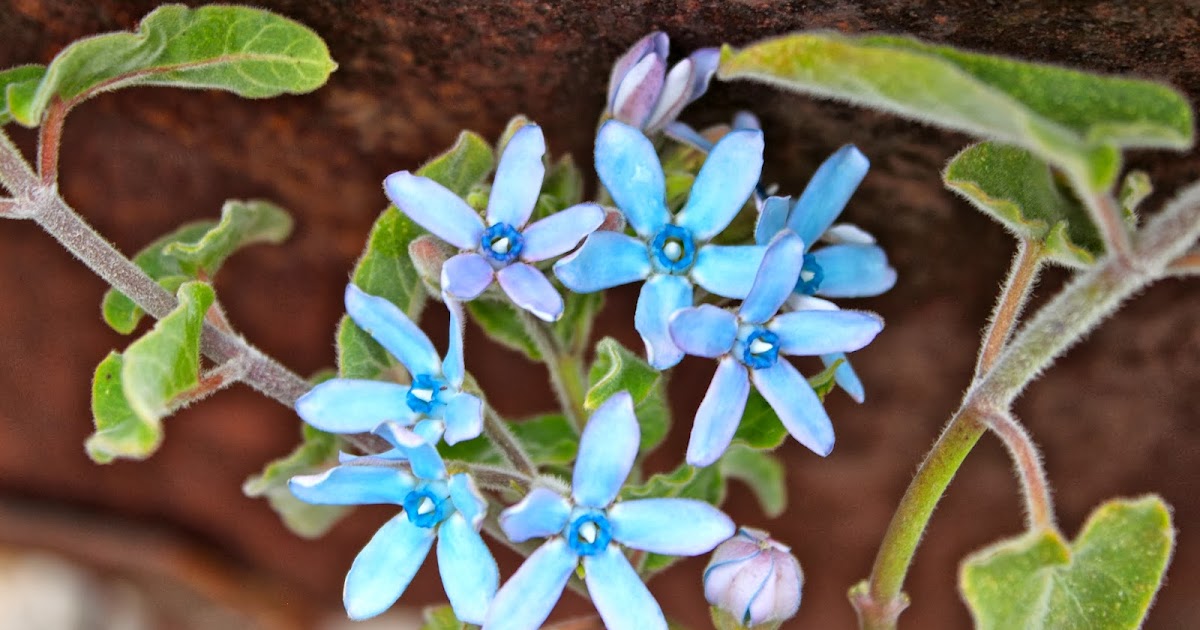 Florez Nursery: Tweedia caerulea