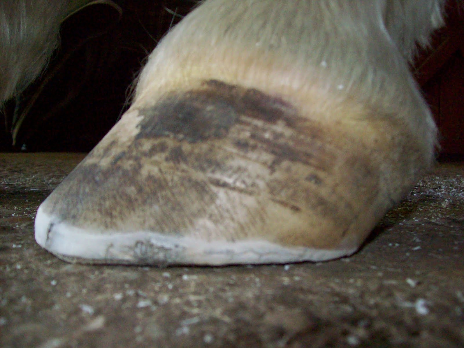 Kate's Hoof Care Blog: July 2011