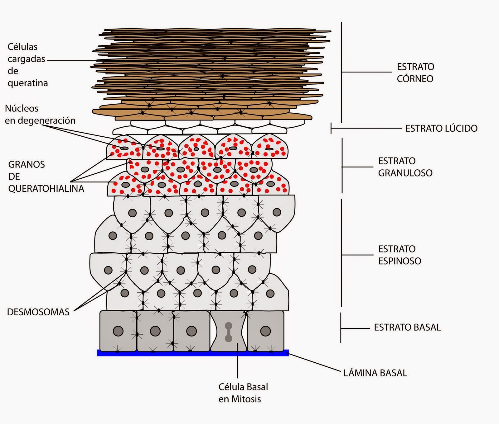 Biología: junio 2014