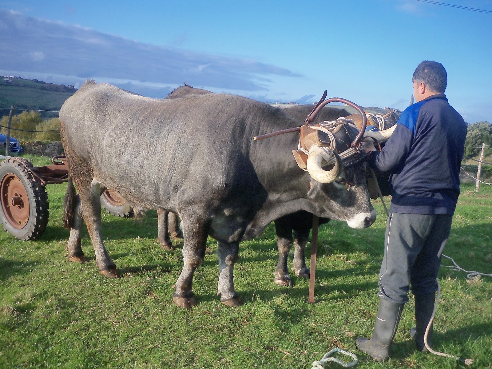 TRADICIÓN Y NATURALEZA: RABONA