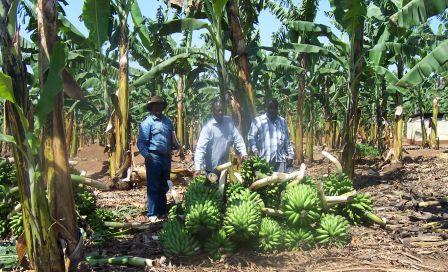 PAEPARD - FARA: Matooke Agribusiness Incubator