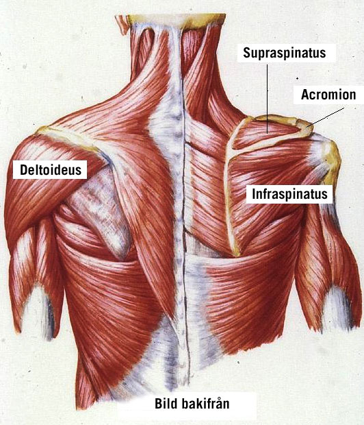 CALLE BAUMGARTEN: Axelledens Anatomi och Skador