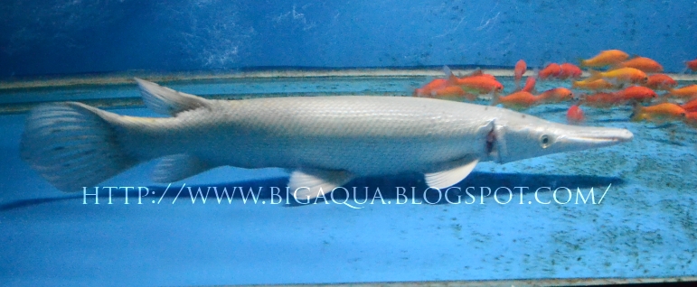 18inch Platinum Alligator Gar ~ Big Aqua