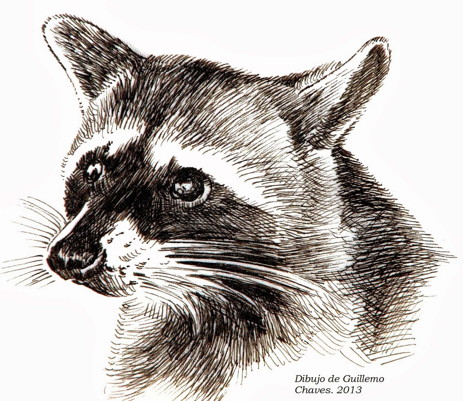 Paisajismo, pueblos y jardines: Mapache de Costa Rica