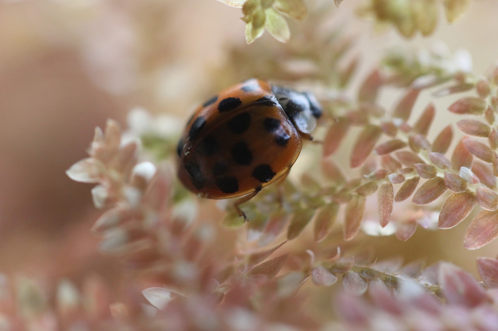 Romancing the Home: Blush Pink