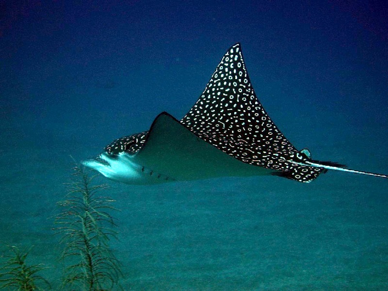 TVL: ANIMAL DA SEMANA - Raia-pintada