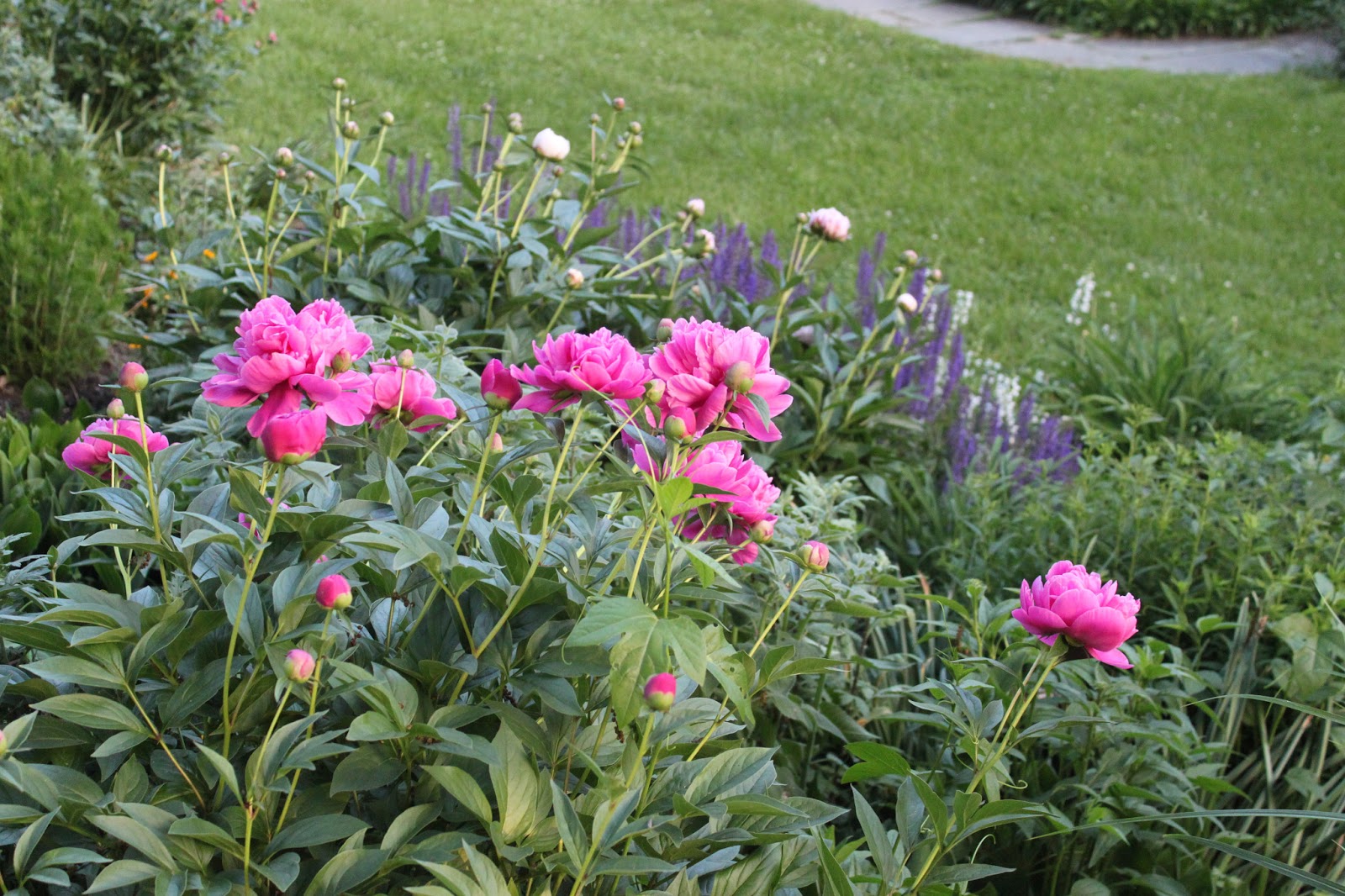 Pat's Addition: Peony Patch Glory