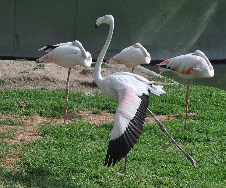 ZOOTOGRAFIANDO (6.100 ANIMALS): FLAMENCO COMÚN O ROSADO / GREATER ...