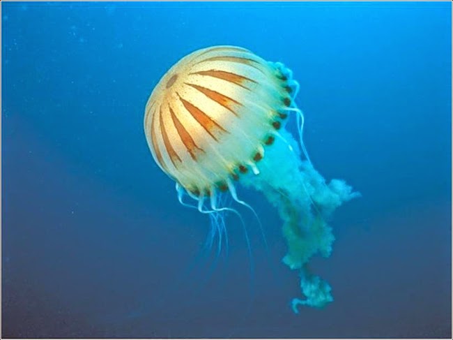 Clasificación de los Seres Vivos: Cnidarios