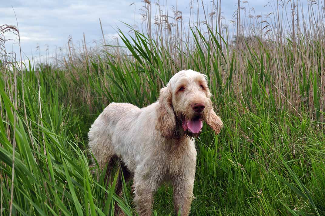 dog side stories: Spinone Italiano ( Ιταλικός Σπινόνε )