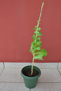 Container Gardening in Puerto Rico: Lettuce, why are you bolting away?