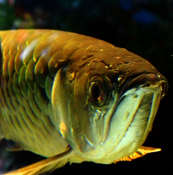 Kingfisher Imaging: Toronto Zoo Photography