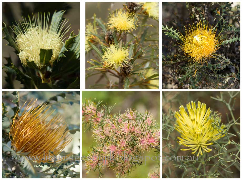 Life Images by Jill: Meeting a Bilby in the Dryandra Woodland in ...