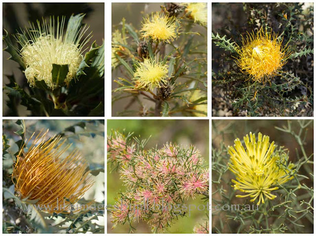 Life Images by Jill: Meeting a Bilby in the Dryandra Woodland in ...