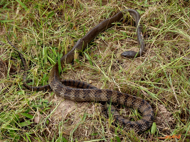 งูสิงหางลาย Banded rat snake - งูไทย ใจกล้า
