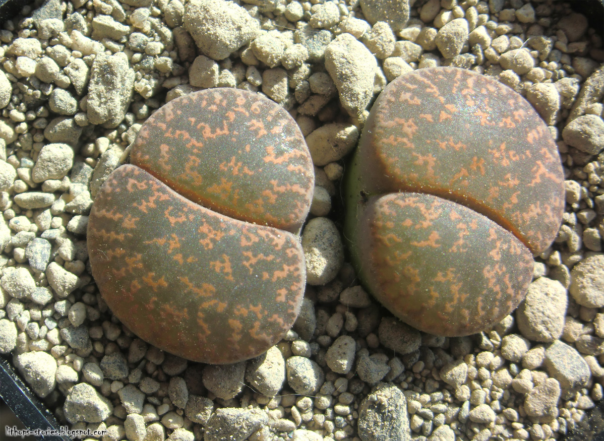 Lithops Stories: New lithops 2017 - Part 1 (14 pics)