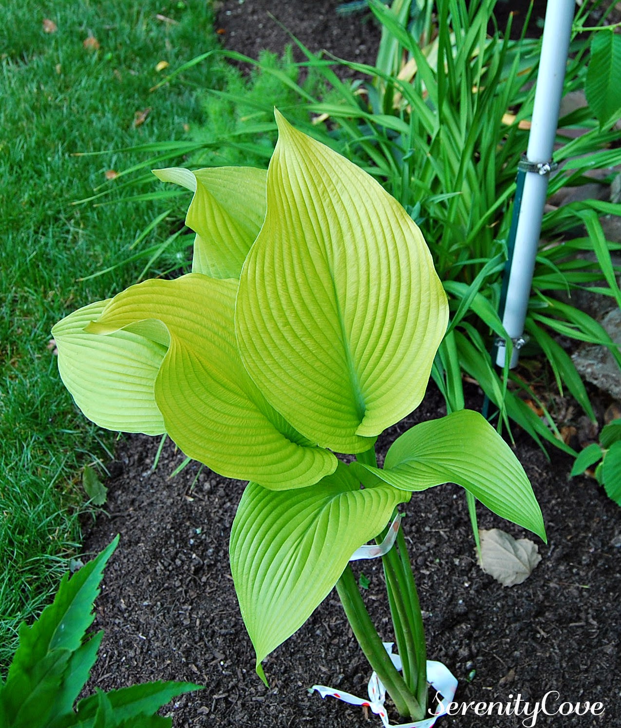 Serenity Cove: New Hosta's in the Garden