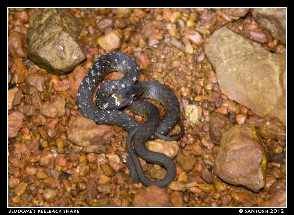 Huchchara Santhe: Snakes from Goa