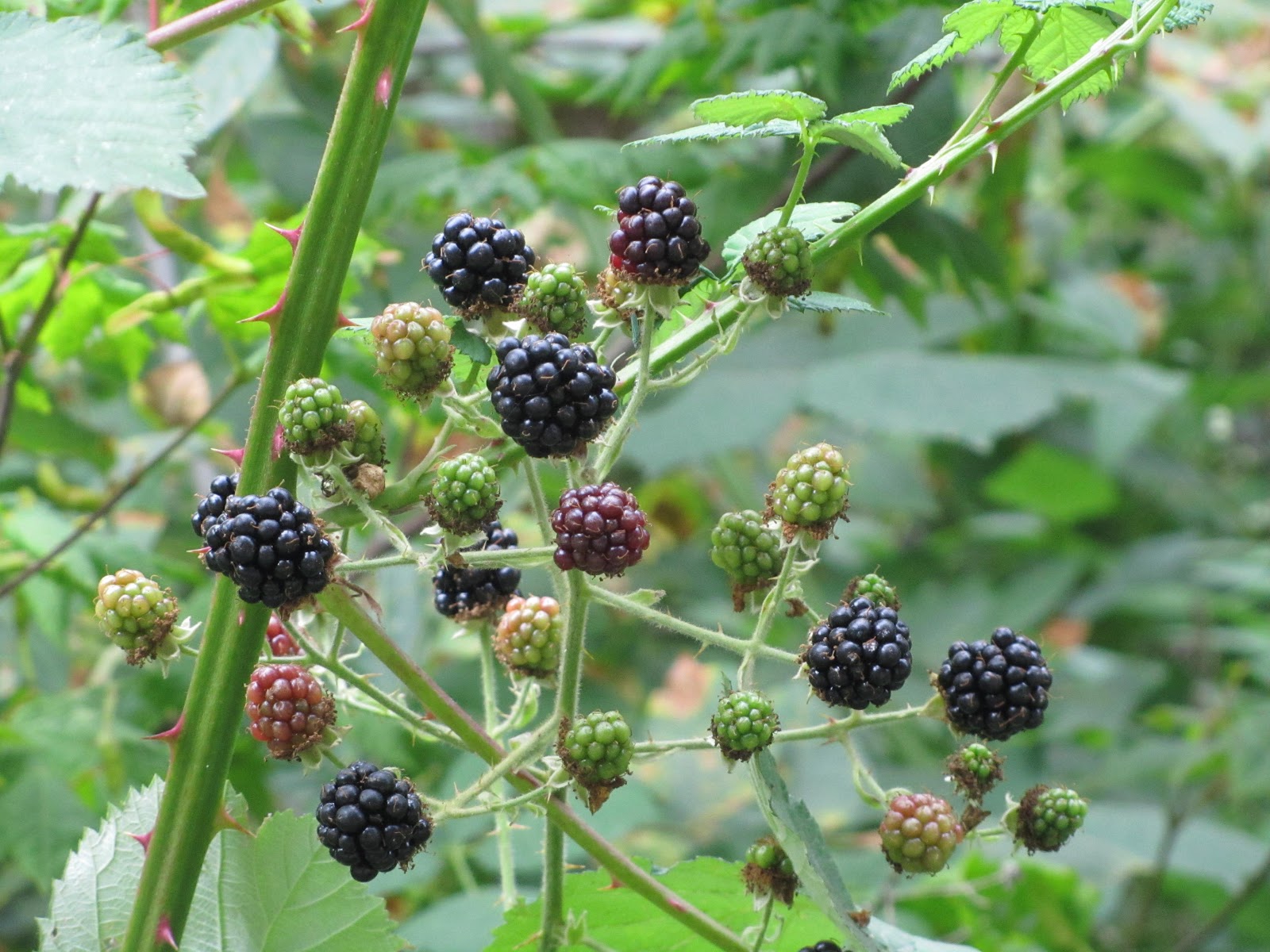 Garden Grumbles and Cross Stitch Fumbles: Bee Skeps and Filbert Husks