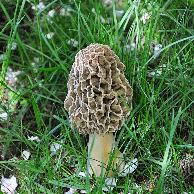 Morel Mushroom Hunting Guide: Morel Mushrooms. A Great Hobby Thats Fun ...