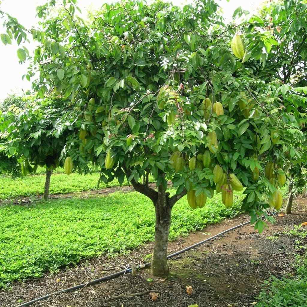 Carambola | Averrhoa carambola - Fox Press™