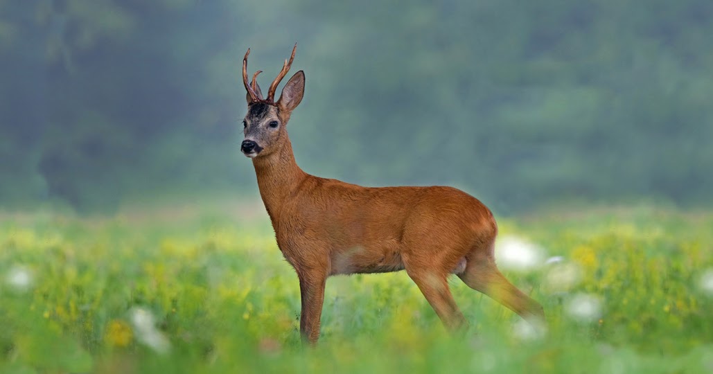 La mirada ausente: CORZA ENAMORADA.