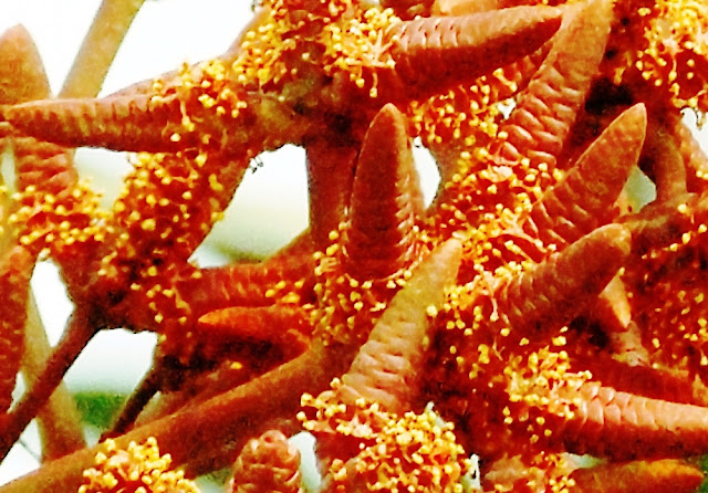 National Flower of Angola