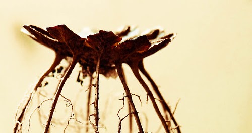 The SCP Foundation: SCP-032 - Więzienie Titanii