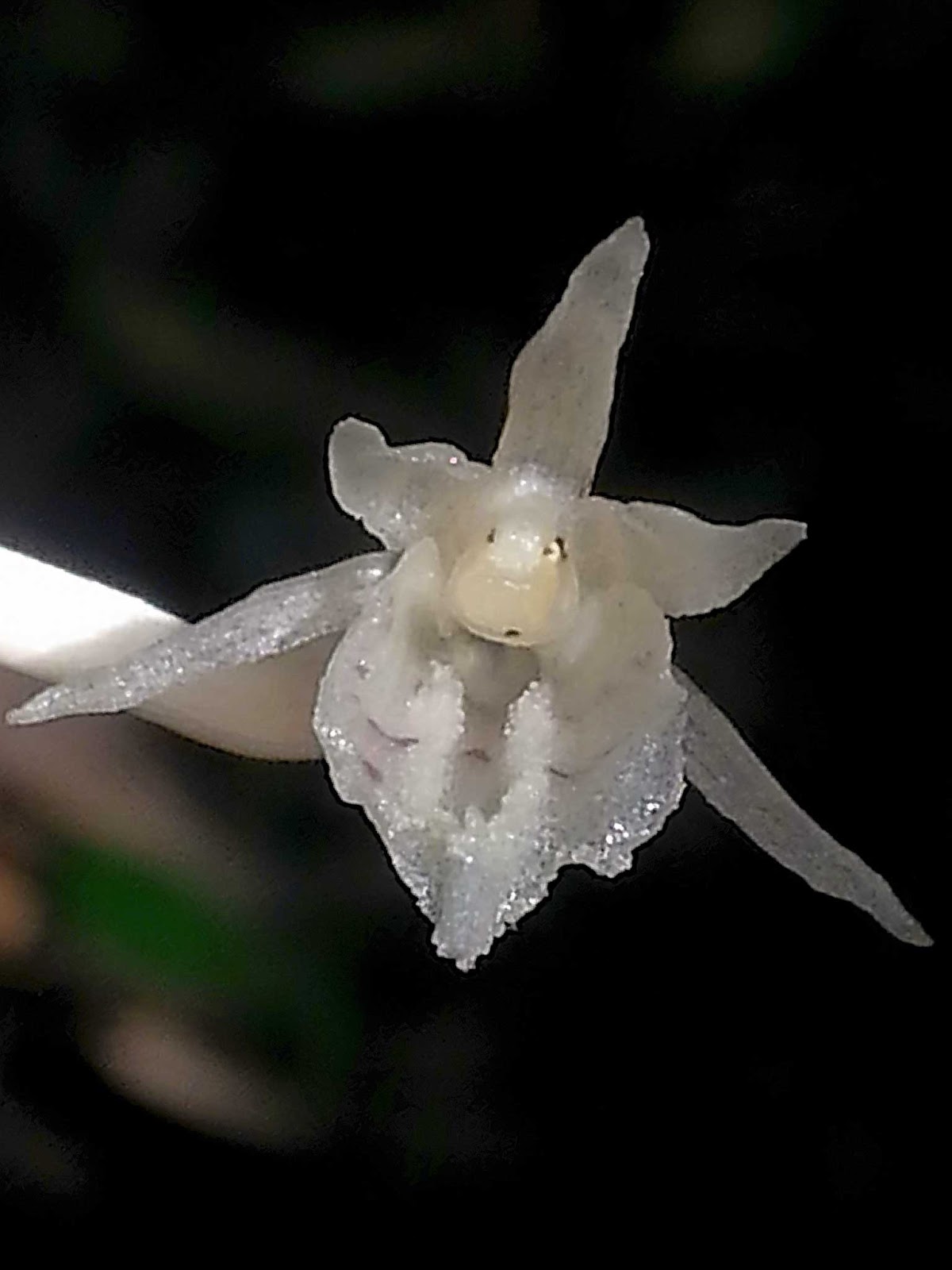 Epipogium Roseum Orchid ~ ThundersCloud