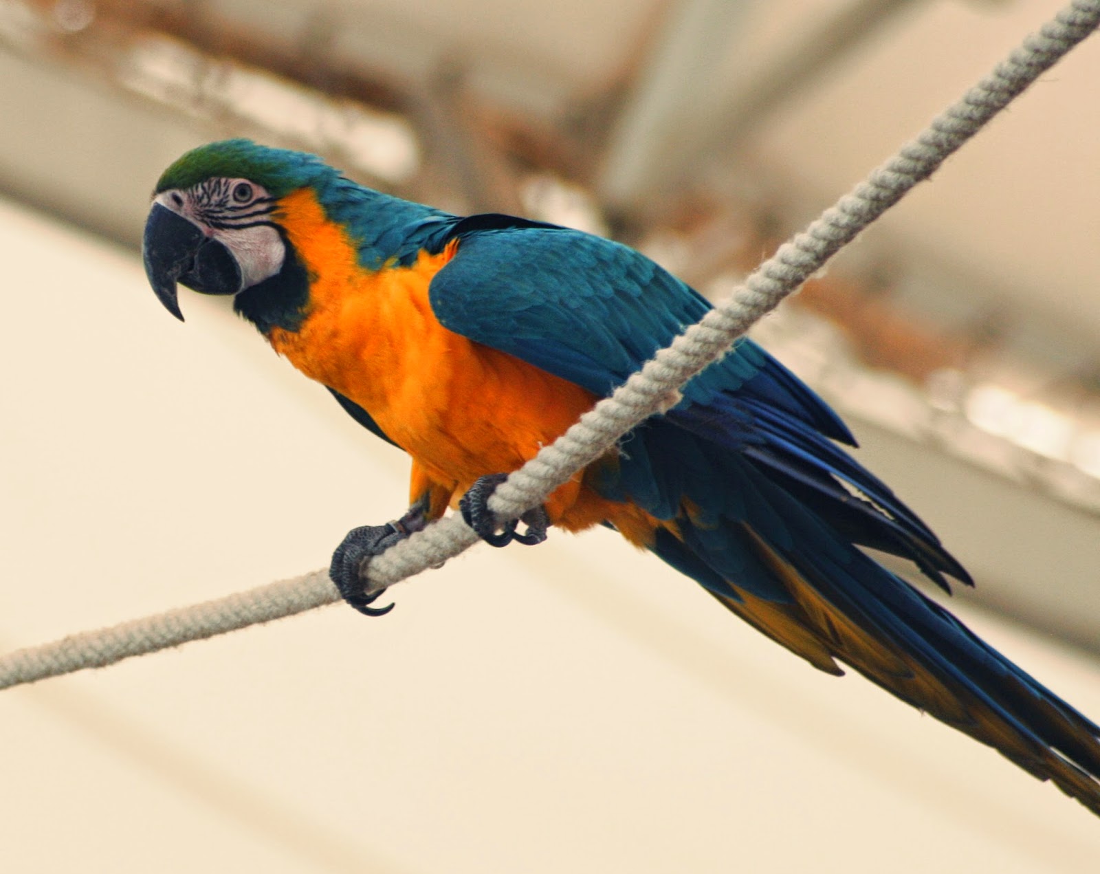 Dejando huella: Los Guacamayos